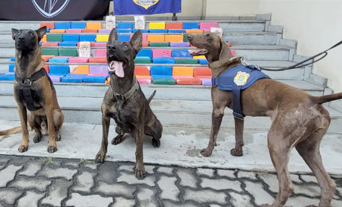 Cães Farejadores Da Prf E Da Core Localizaram 130 Tabletes De Cocaína